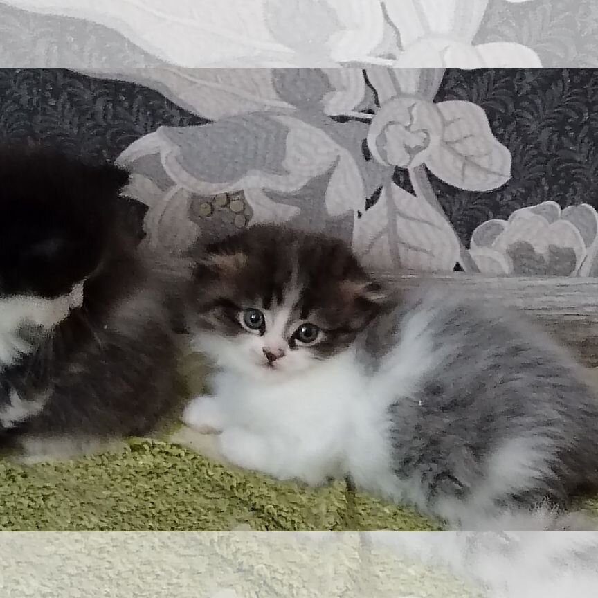 Котята в добрые руки