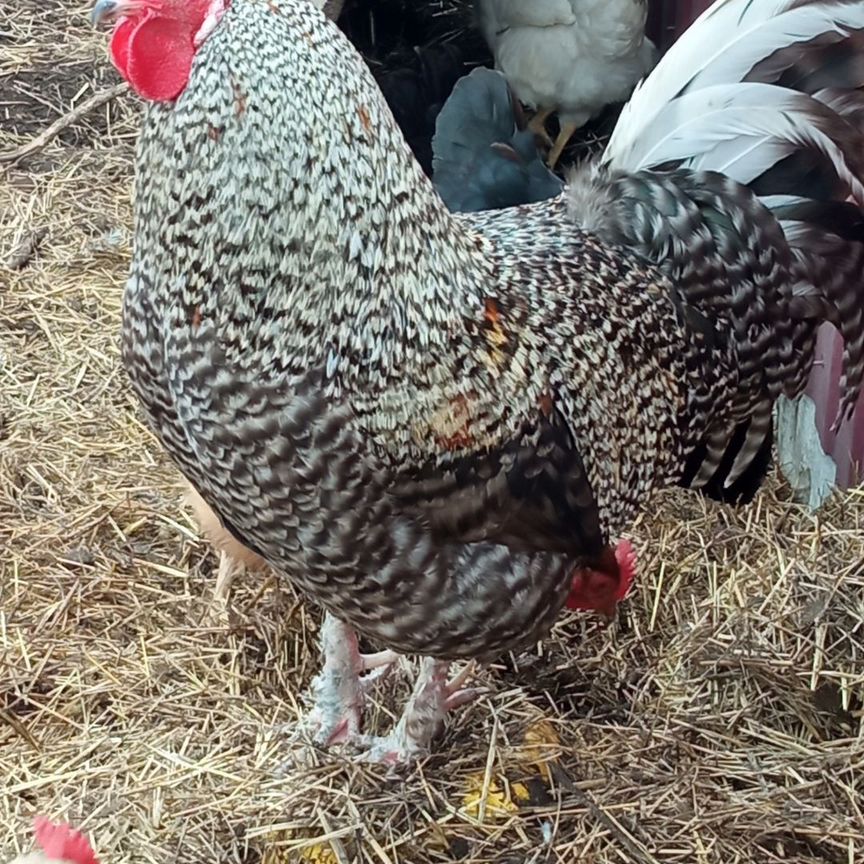 Петух красавчик