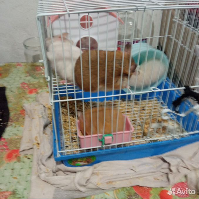 Отдам в добрые руки, хомячки, вместе с клеткой
