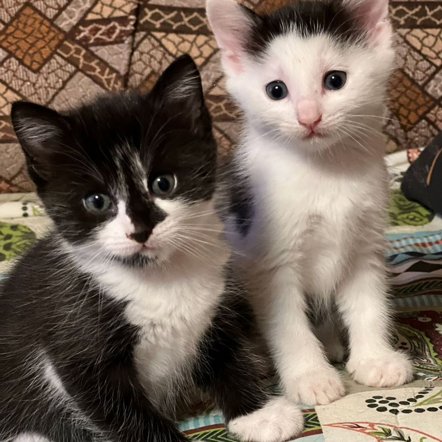 Отдам котят в добрые руки