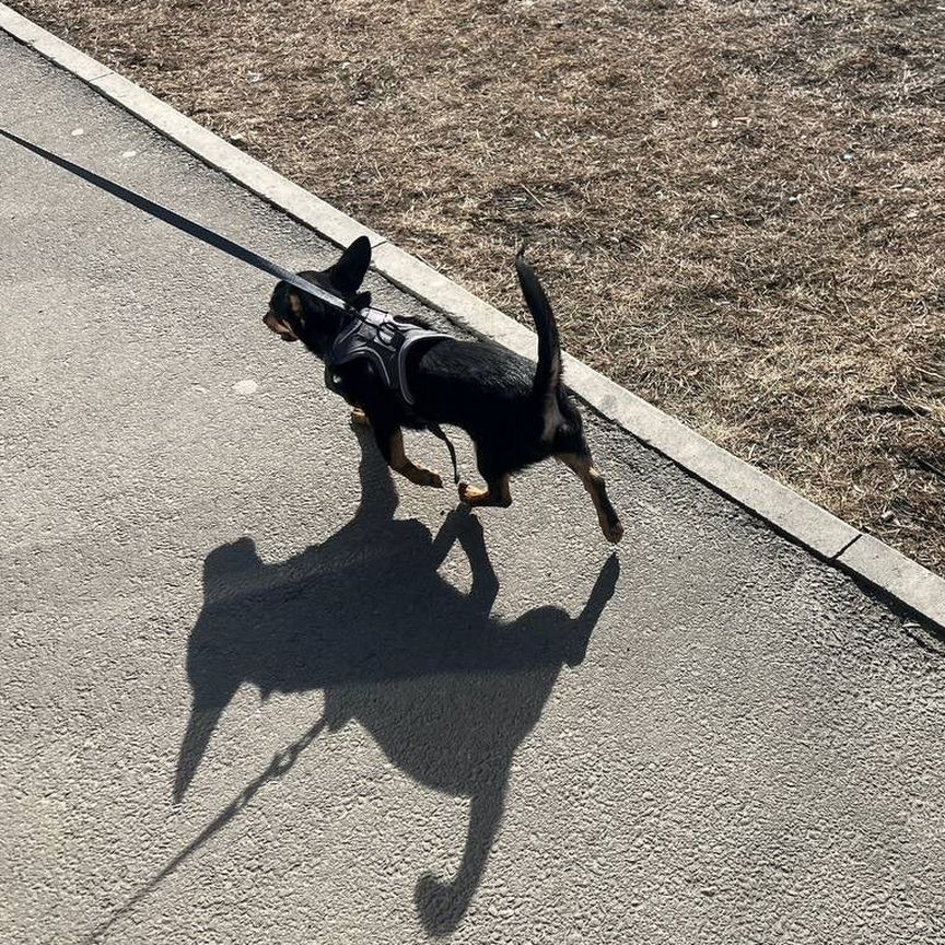 Отдам в добрые руки 5 месяцев