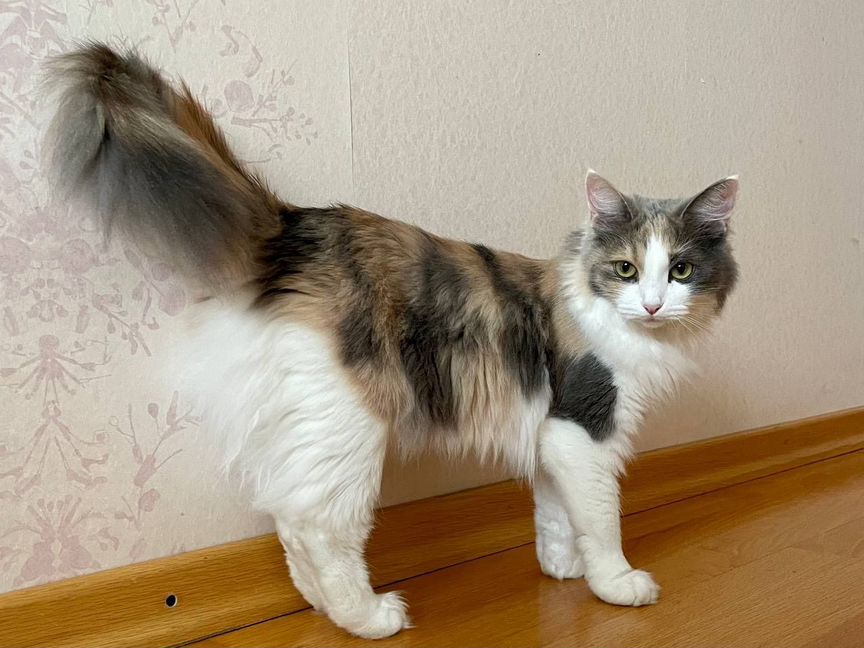 Кошки в добрые руки