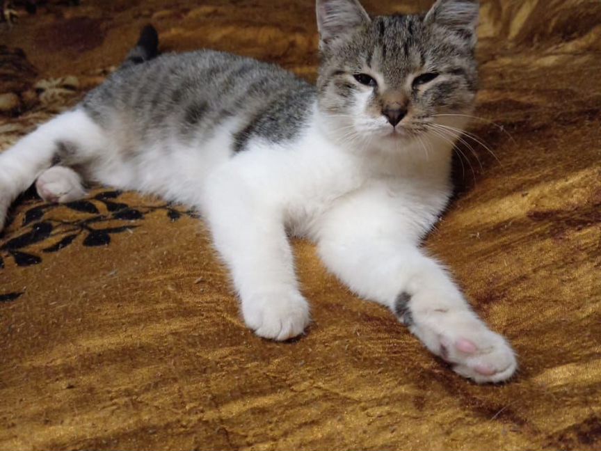 Котик