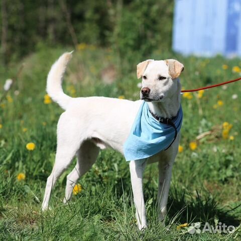 Хрупкий трогательный пёс, маленький принц