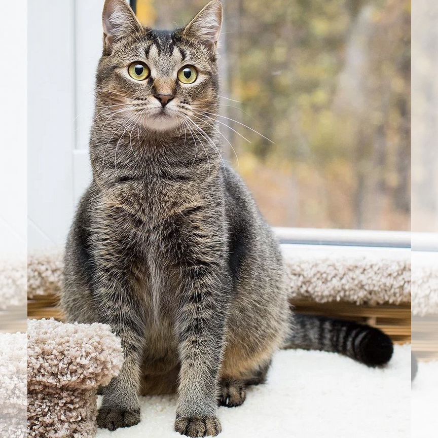 Невероятно ласковая кошка ждёт вас