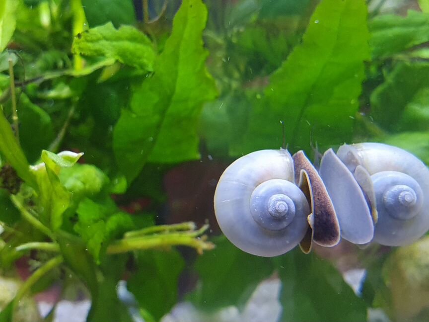 Ампулярия голубая