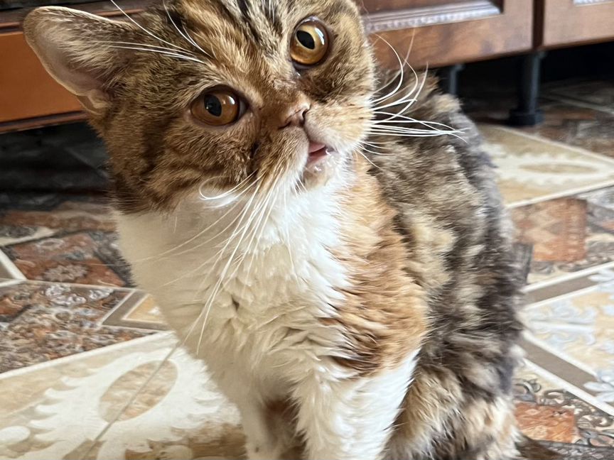 Кошка Бейлис