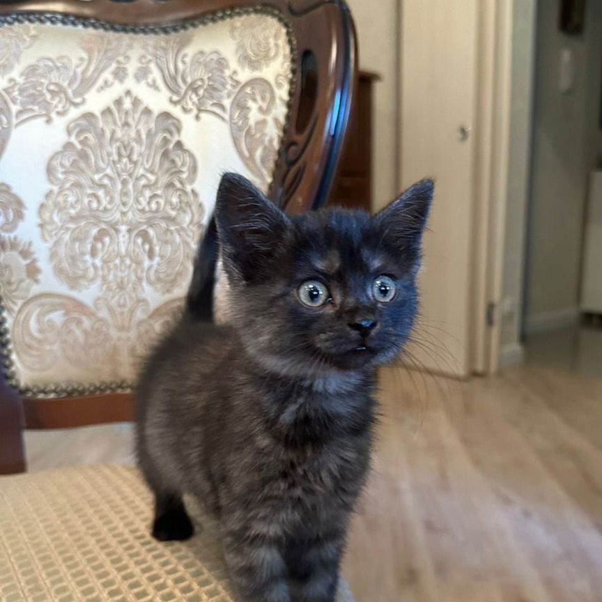 Котенок Шенни