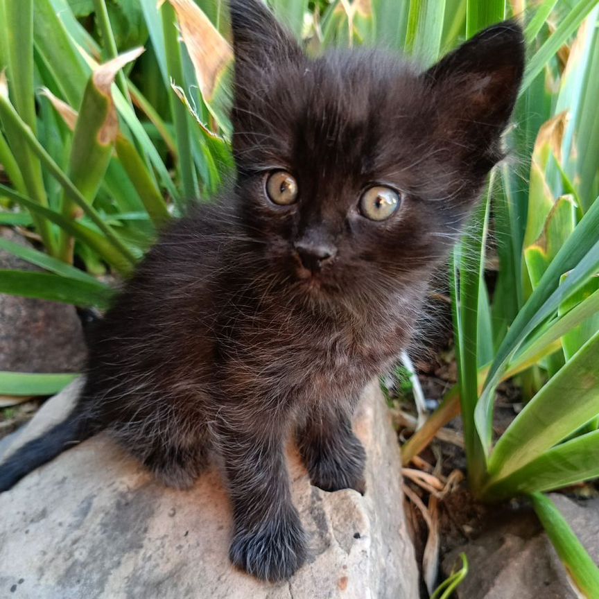 Котенок в добрые руки