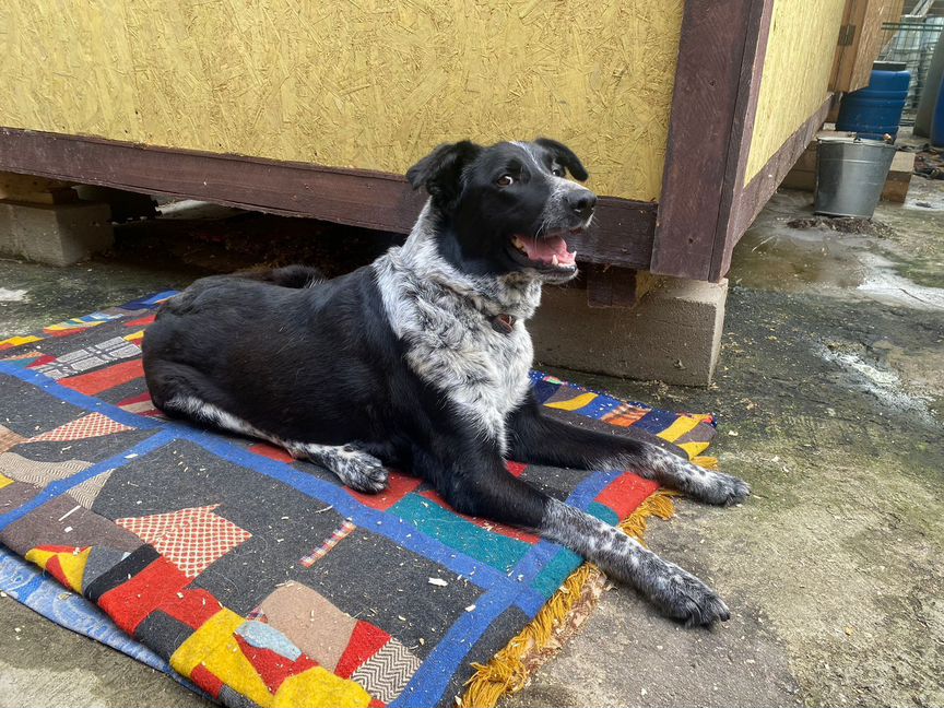 Сбила машина, год провел в клинике, живет в приюте