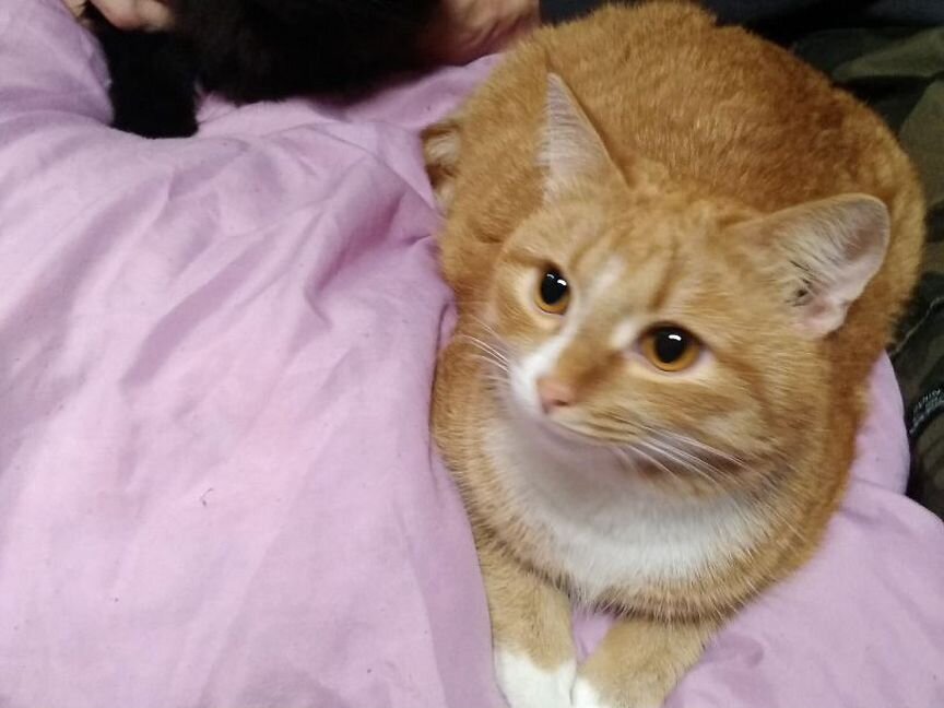 Бесплатно. В добрые руки