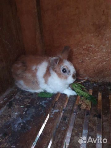 Кролик декоративный