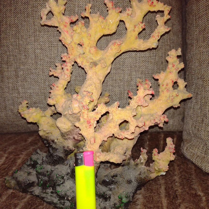 Коралл с Красного моря