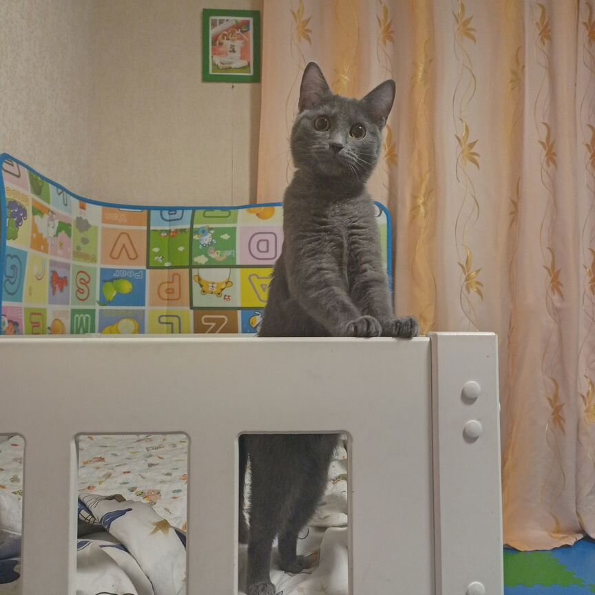 Кошка 8 месяцев