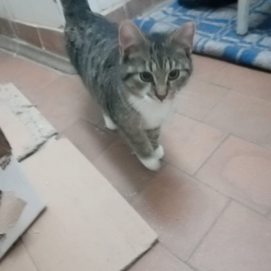 Холеные коты в добрые руки