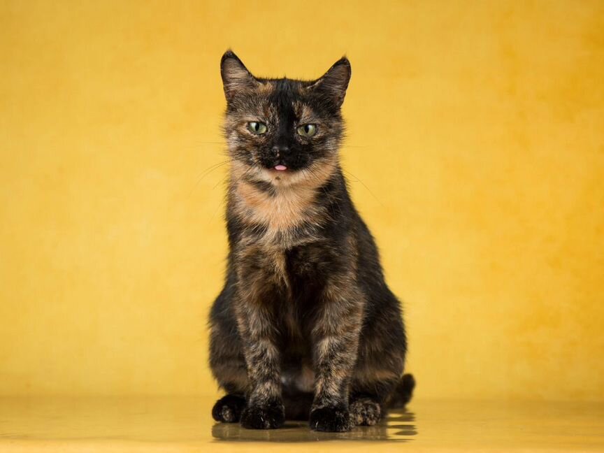 Ласковая котейка в поиске дома