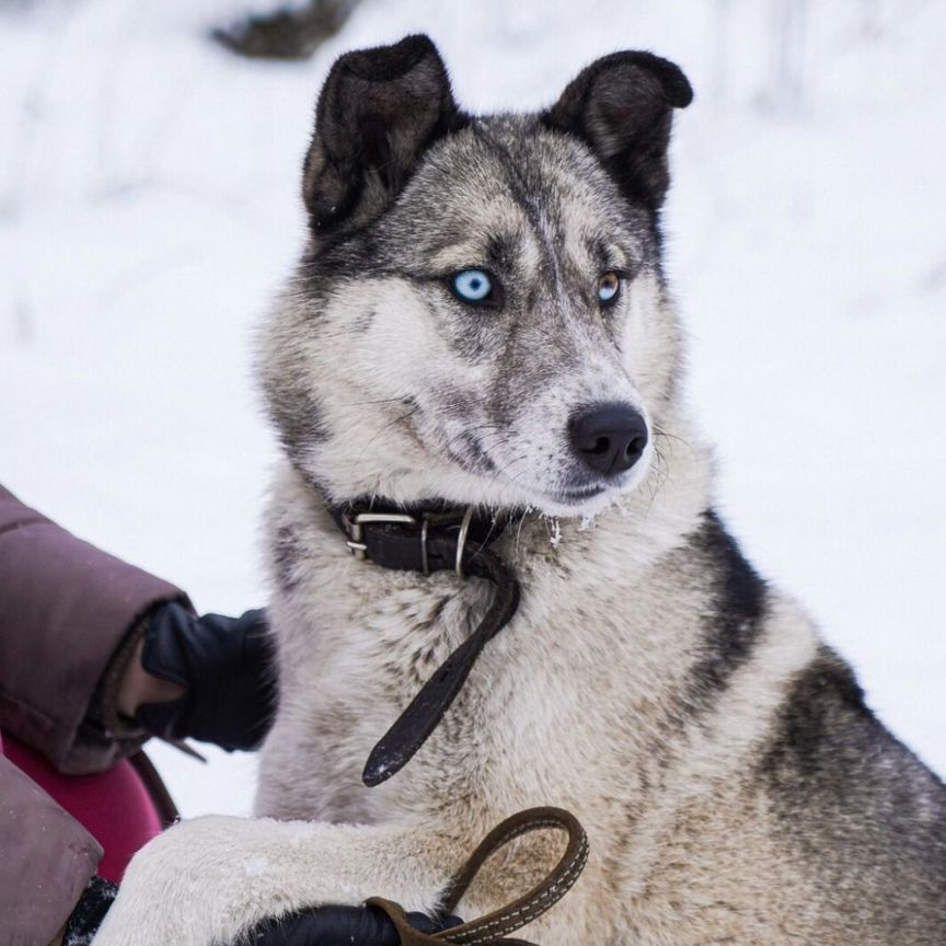 Сибирский хаски