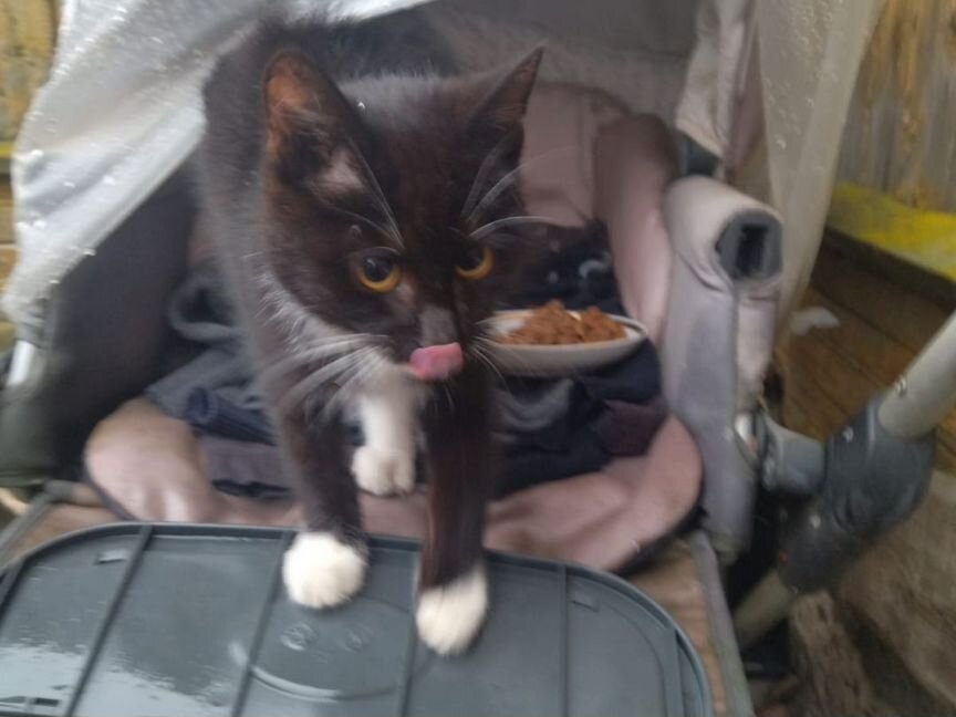 Кошечка (котенок) в добрые руки