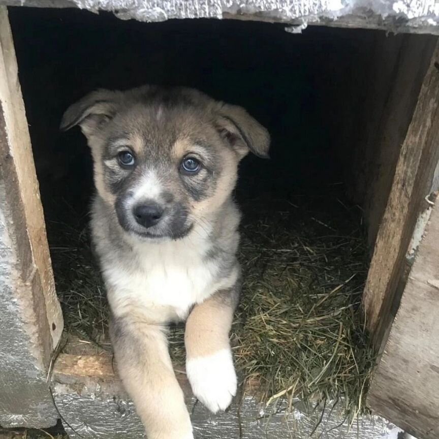 Щенок в добрые руки бесплатно