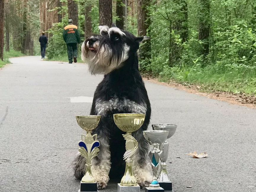 Цвергшнауцер щенки черный с серебро