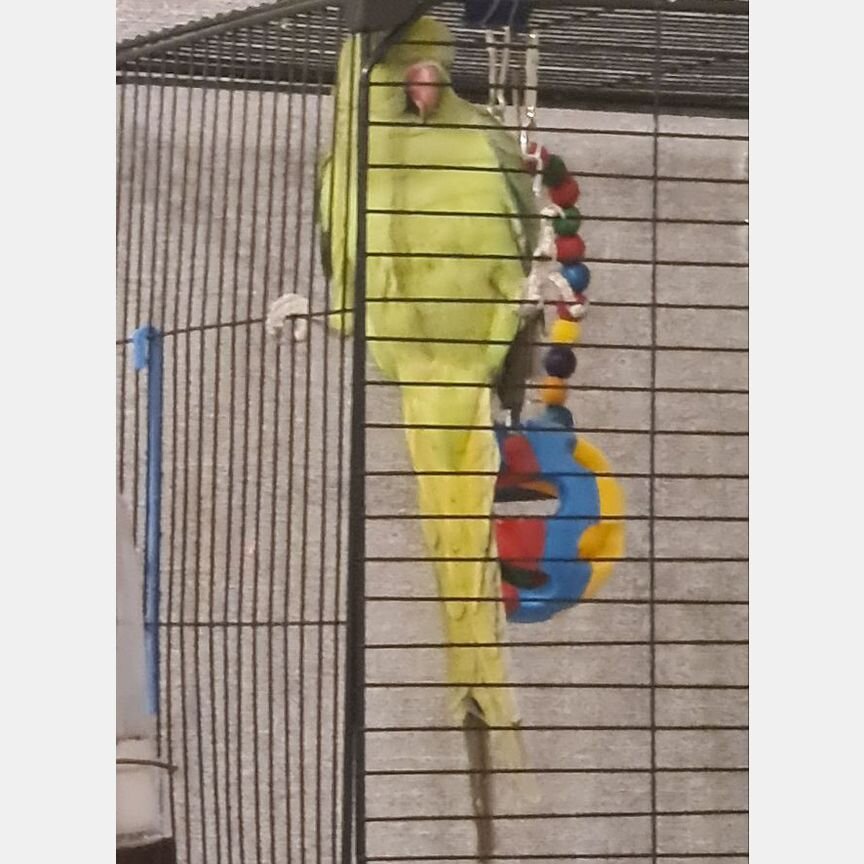 Ожереловый попугай