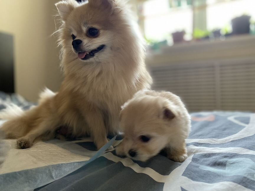 Щенок Мальтипу и шпиц