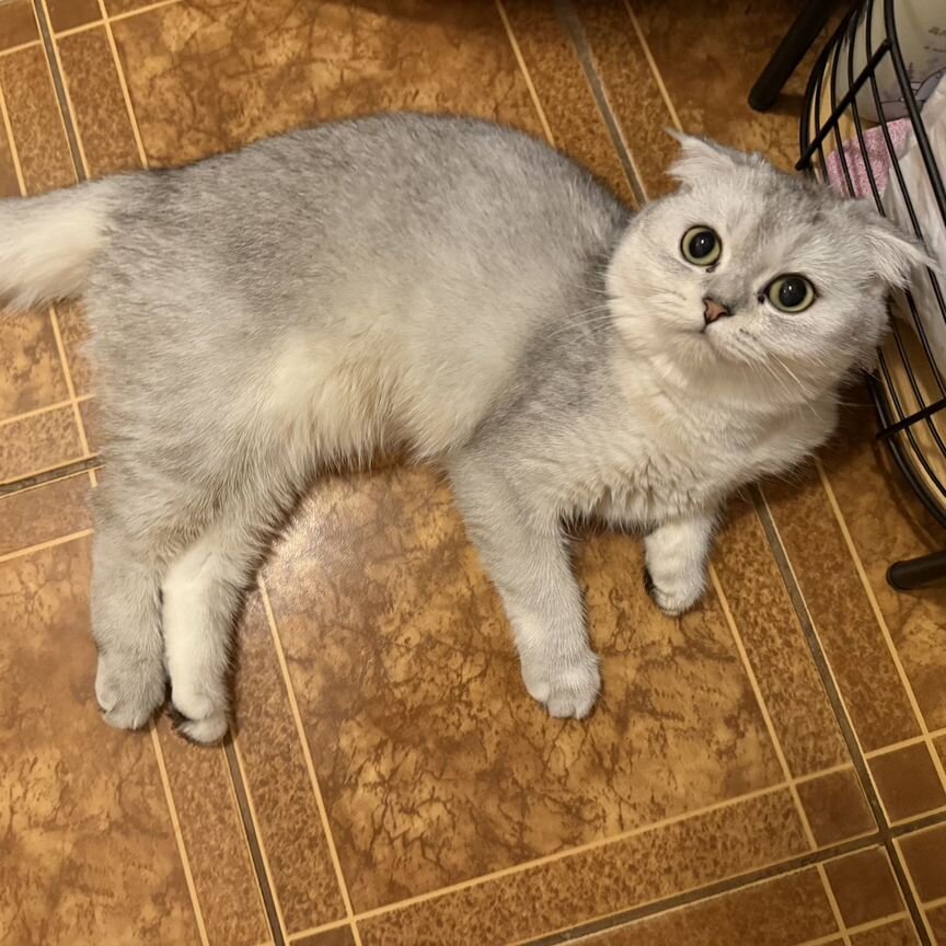 Шотландская вислоухая короткошёрстная кошка, взрослая