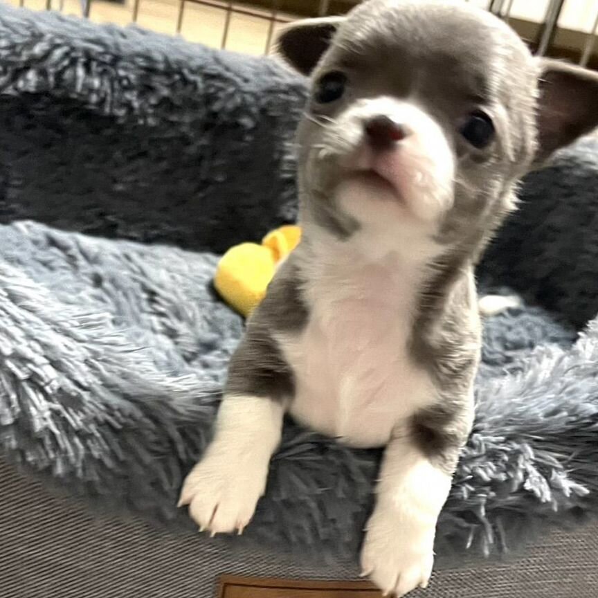 Невероятно красивая клубная девочка чихуахуа