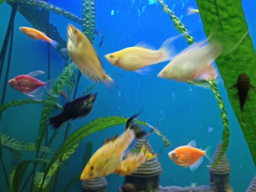 Аквариумные рыбки