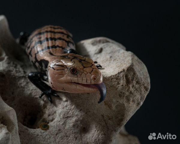 Гигантский синеязыкий сцинк (tiliqua gigas)