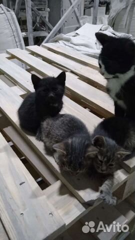 Кошка в дар