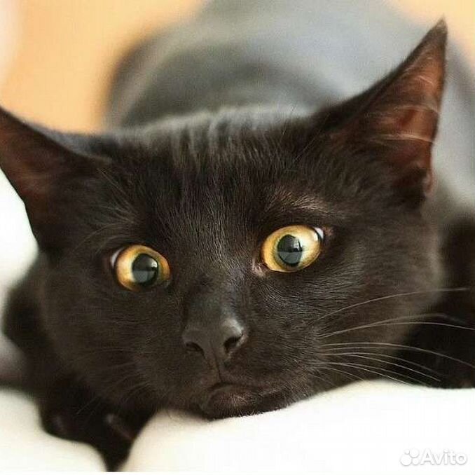 Ласковые котята и котики в приютах, ждут семью