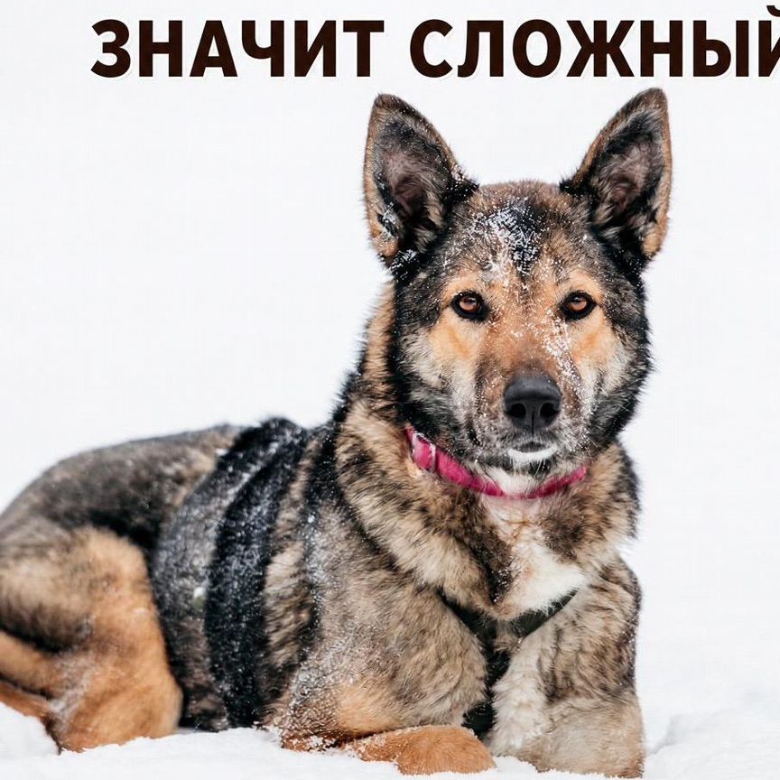 Взрослый пёс в добрые руки