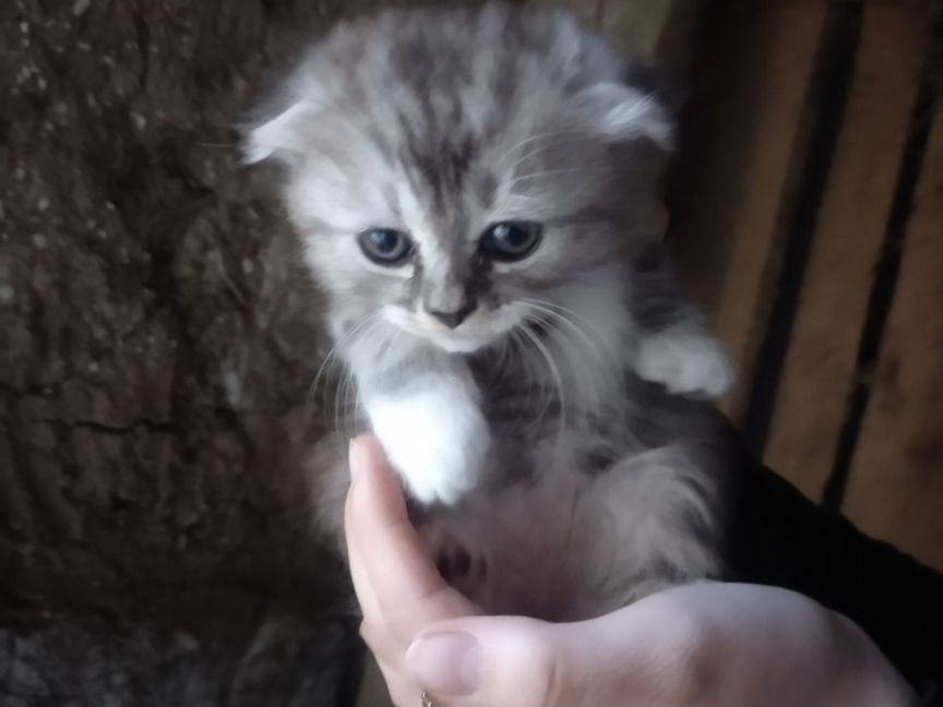 Вислоухие и обычные котята в добрые руки