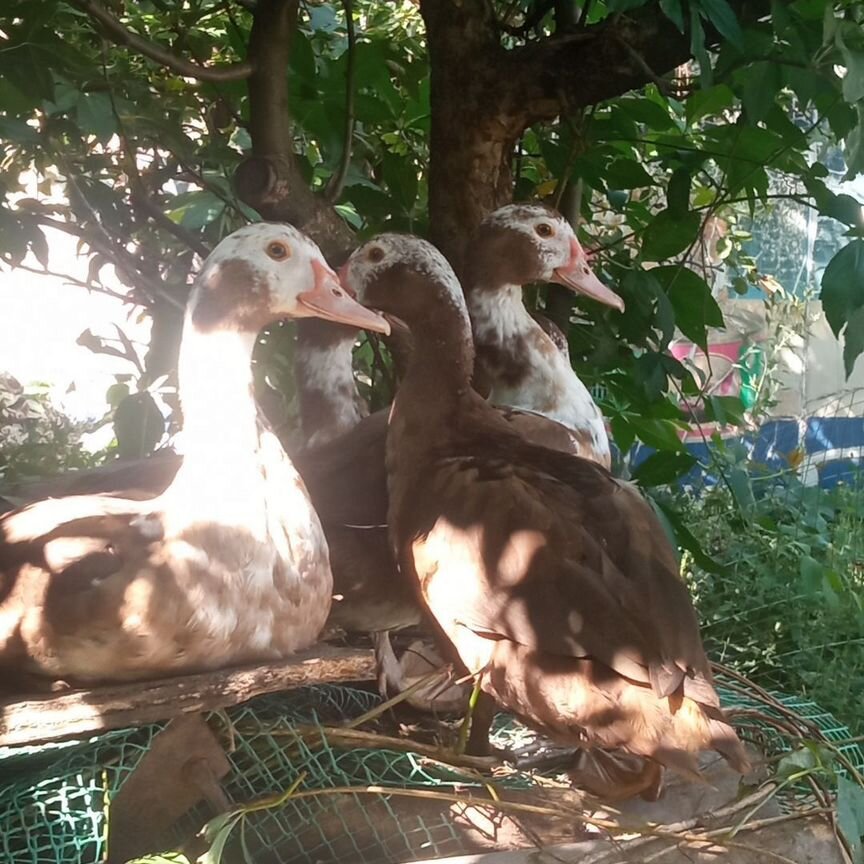 Мускусные утки