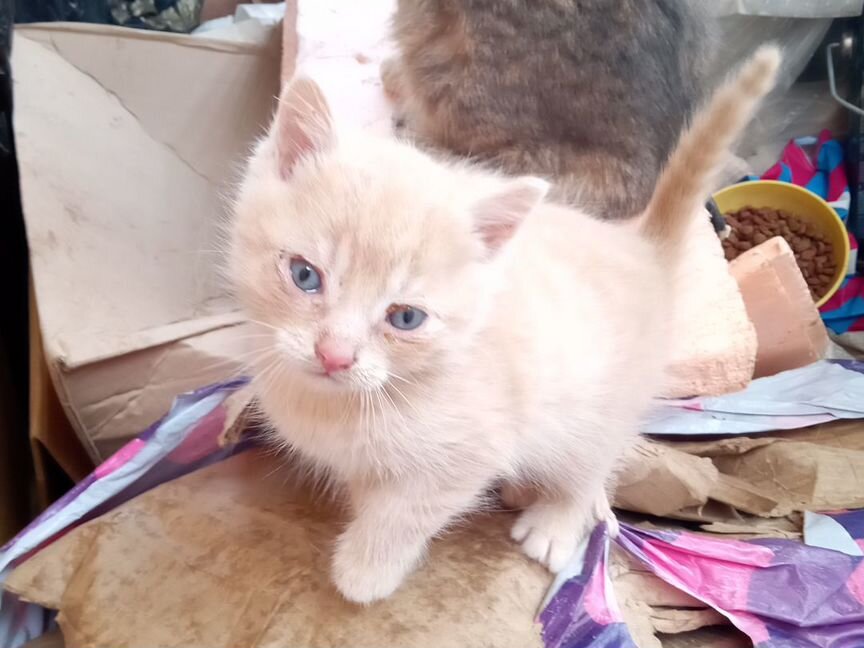 Котенок девочка ждёт хозяев