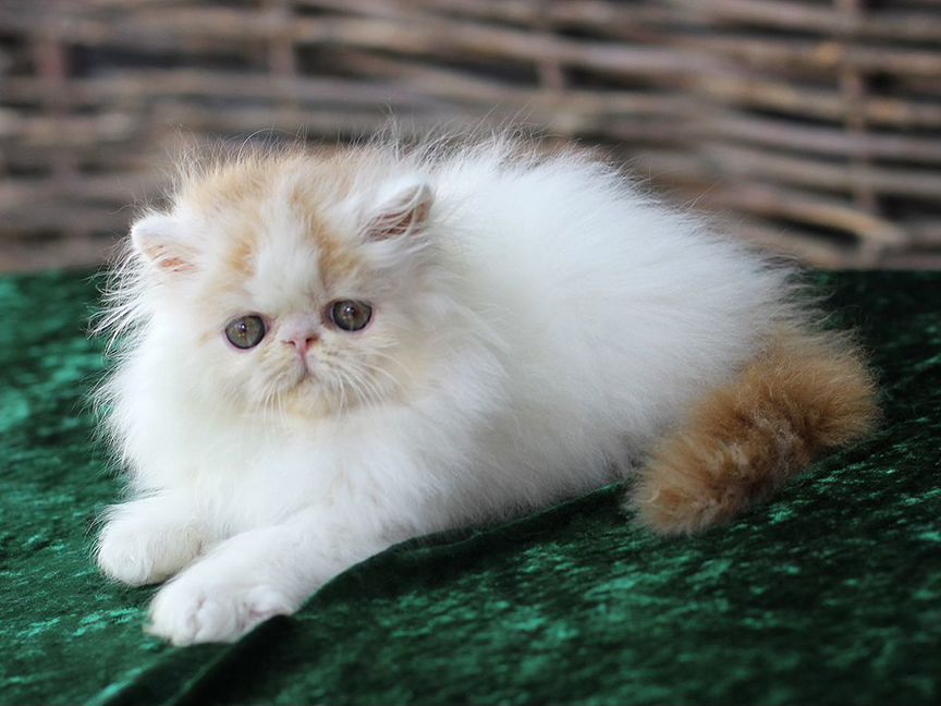 Персидский мальчик