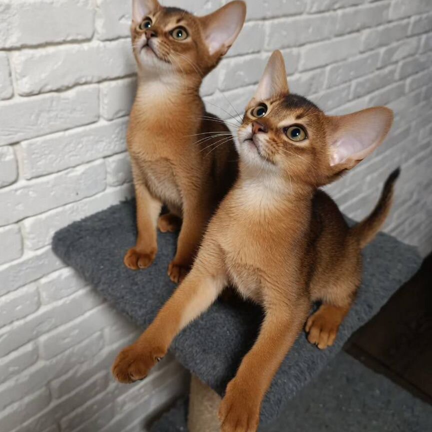 Абиссинский котёнок
