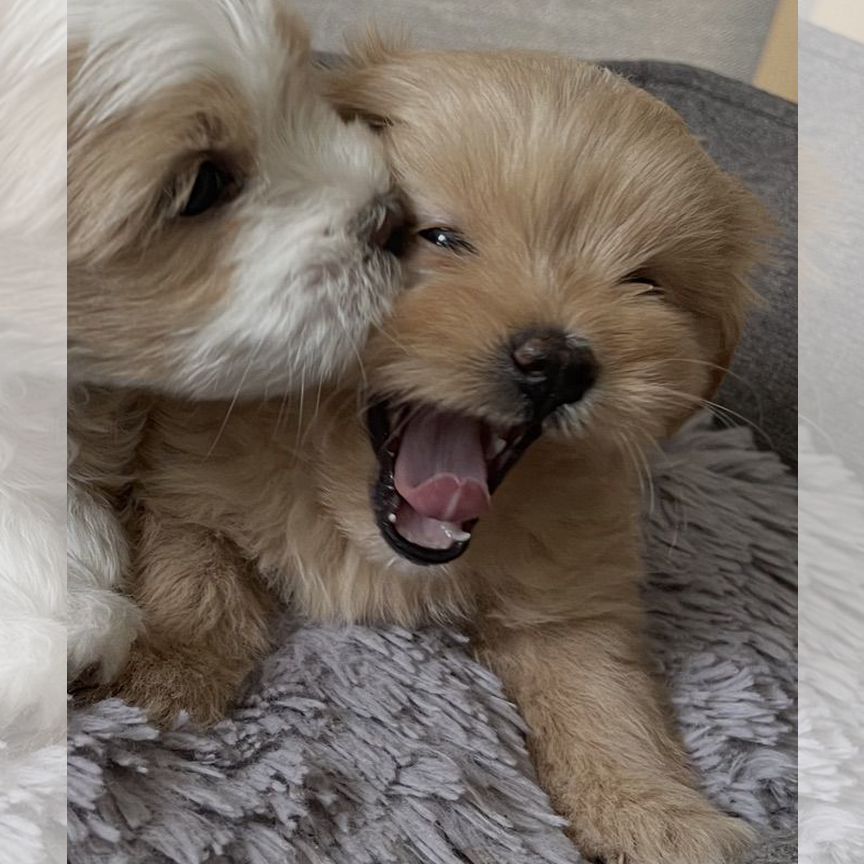 Мальтипу, щенок