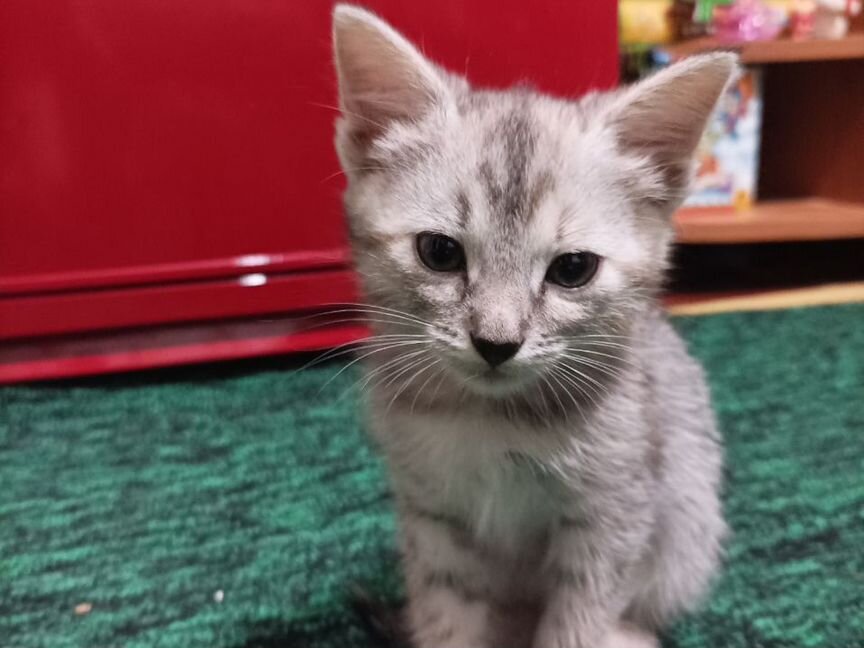 Отдам в добрые руки котят