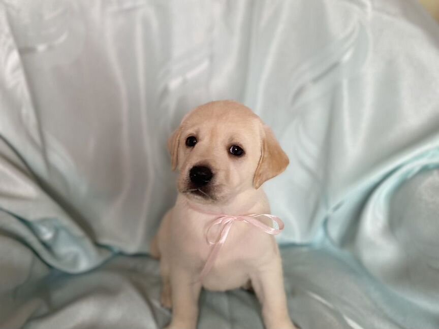 Щенки лабрадора