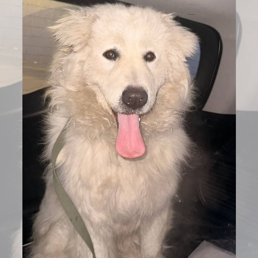 Мареммо-абруццкая овчарка, щенок