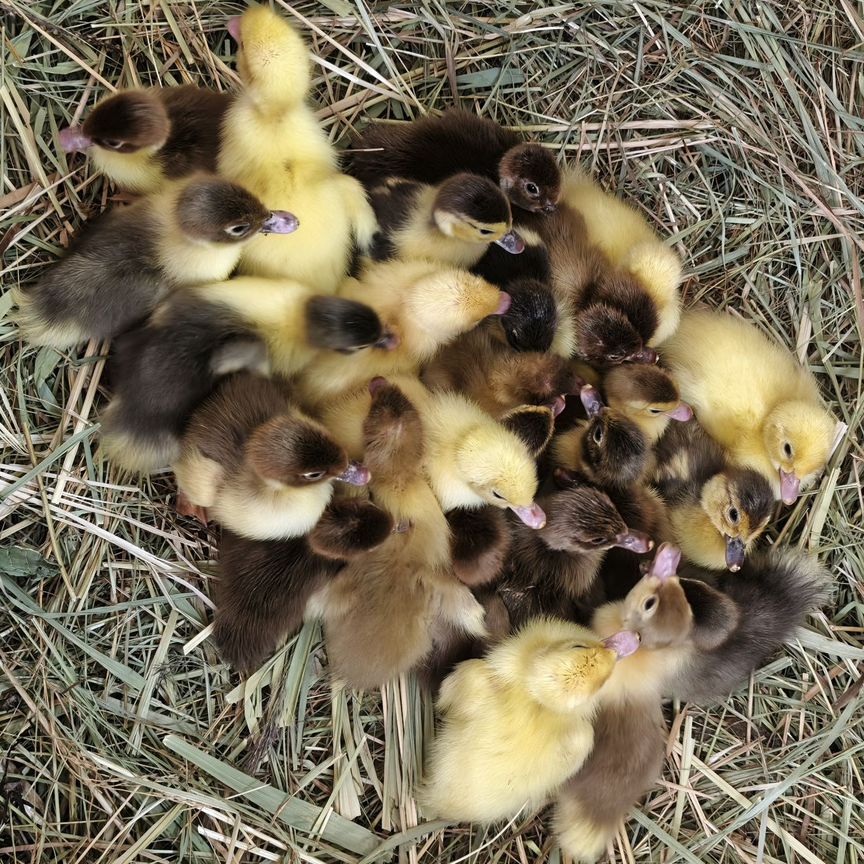 Суточные мускусные индоутята тяжелой линии