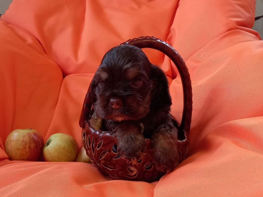 Щенки американского кокер спаниеля