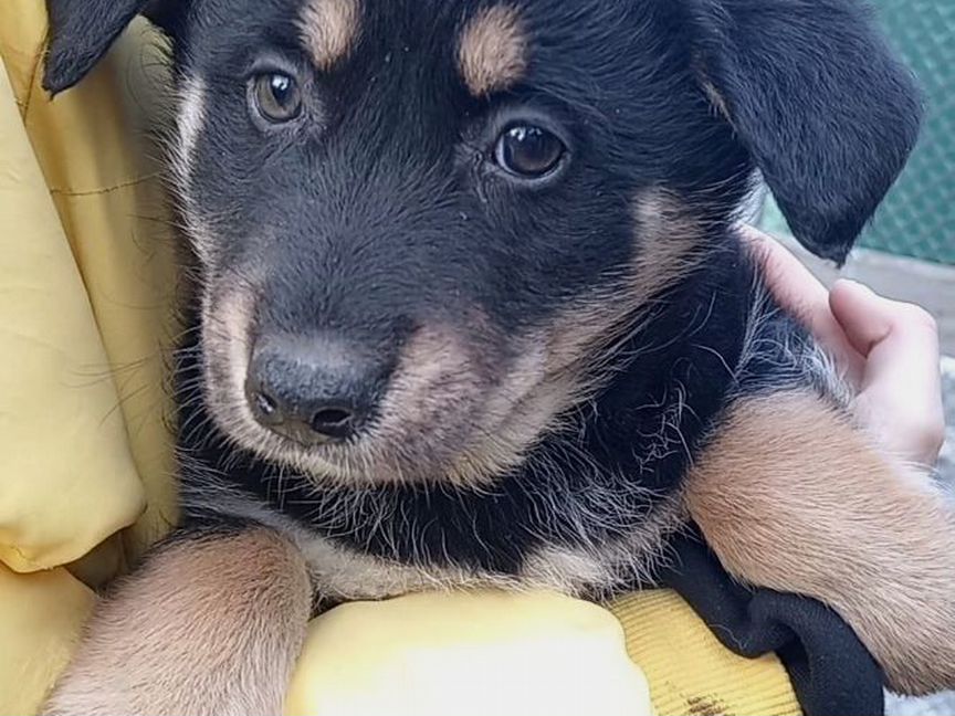 Щенок девочка в добрые руки. Очень хорошая