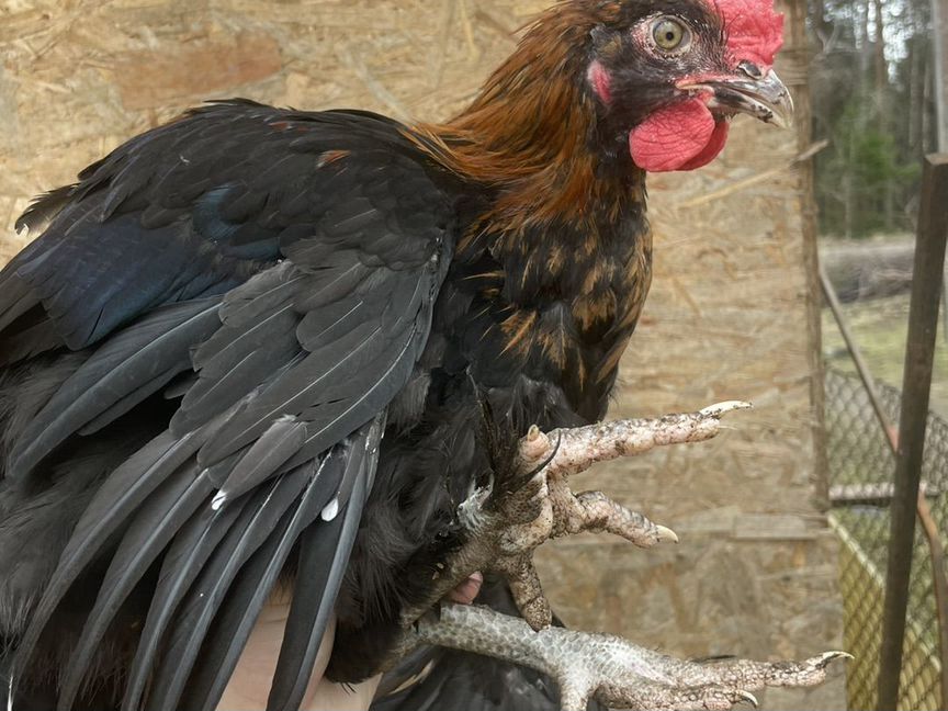 Петух пародистый