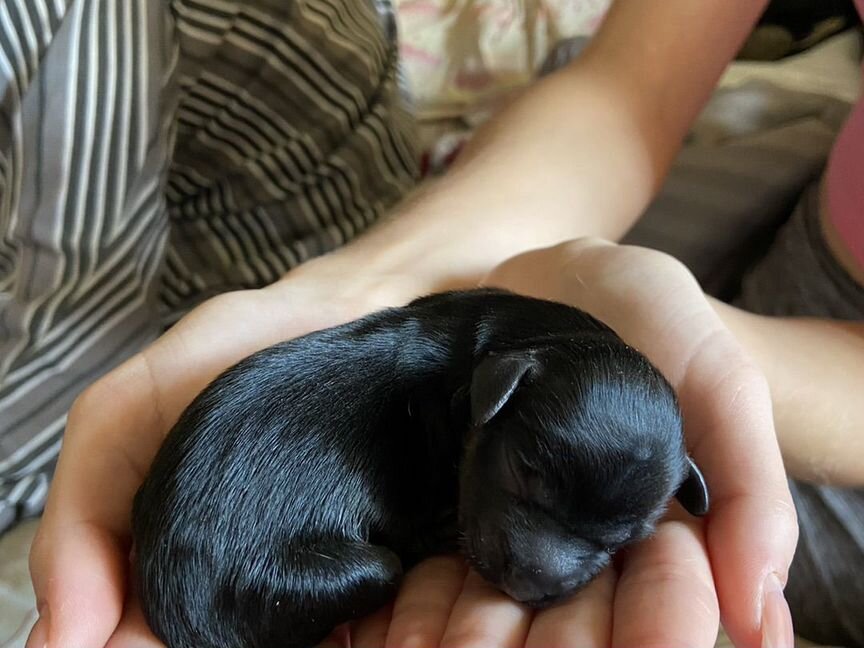 Маленькая собака