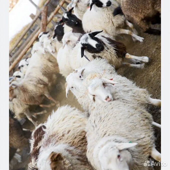 Продаются овцы