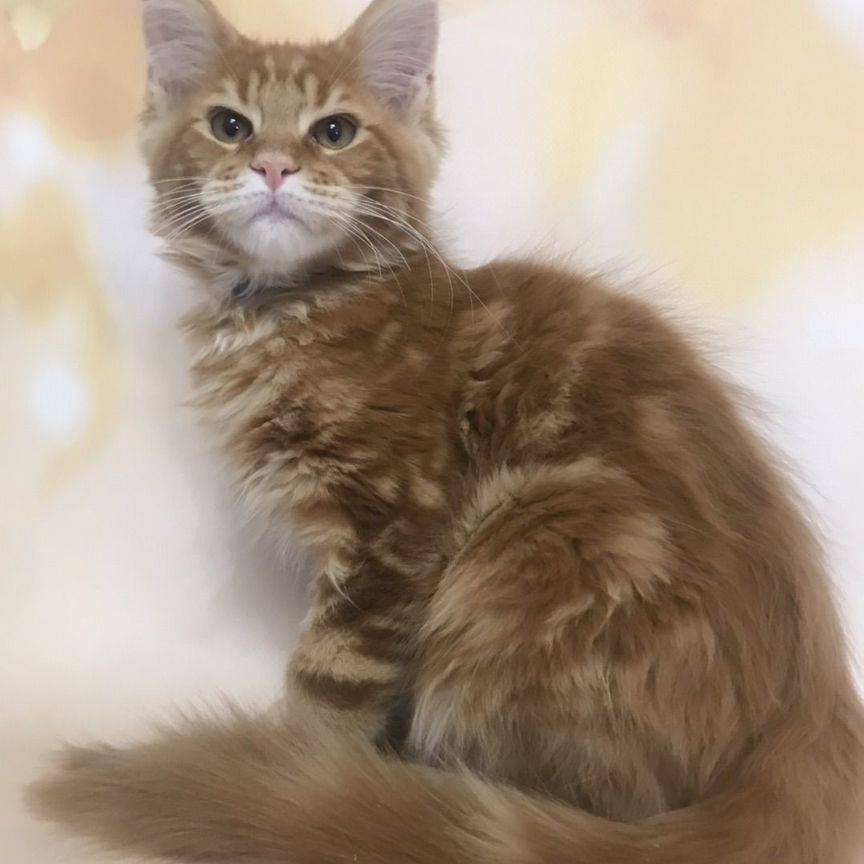 Котята мейнкун для любви и ласки