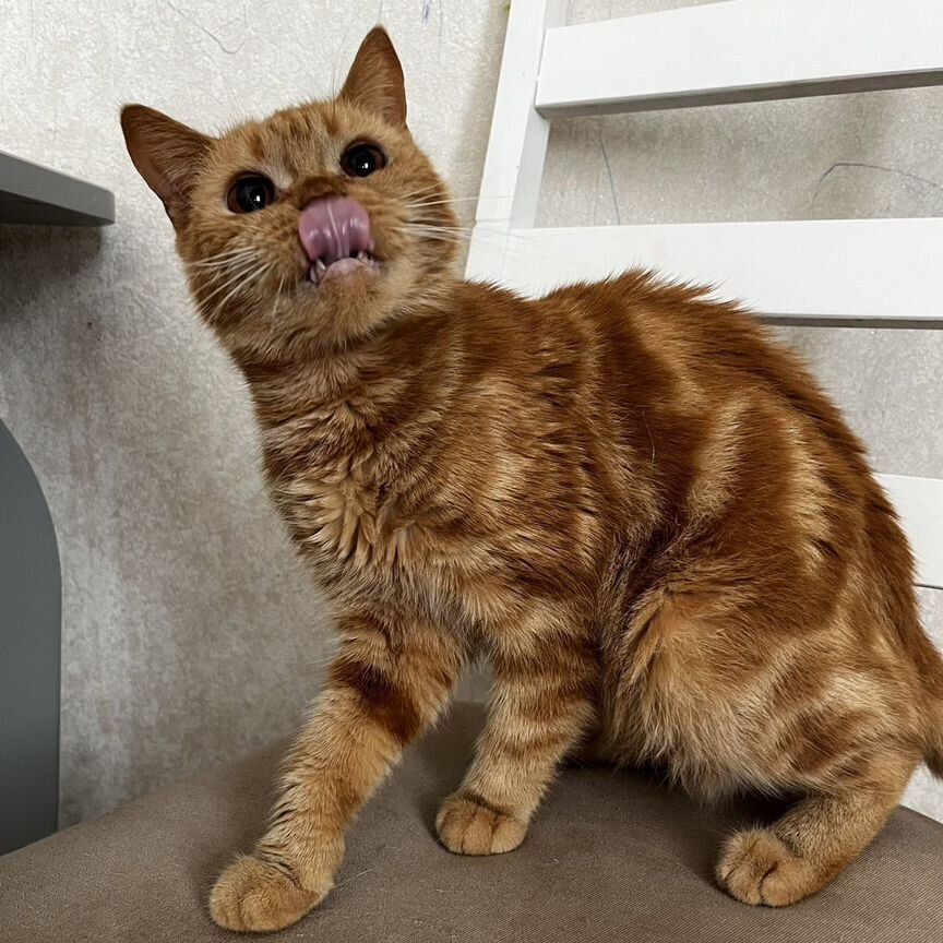 Скотиш страйт кошка